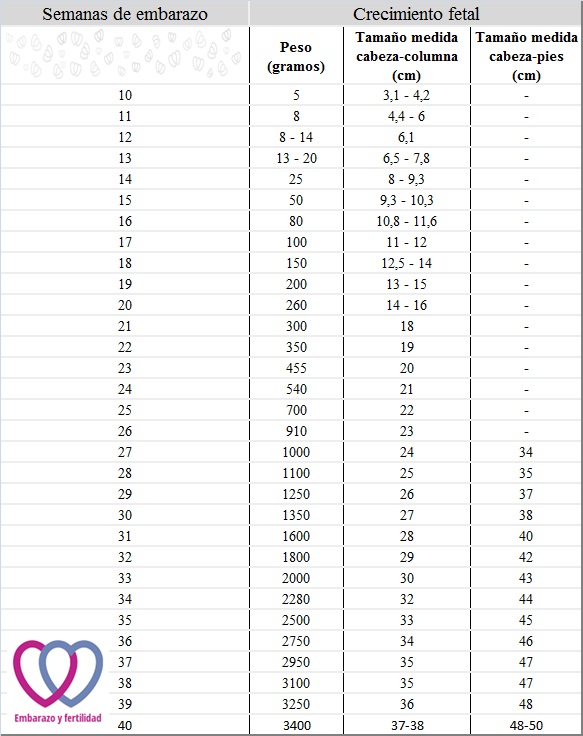 El Crecimiento Del Feto Semana A Semana Embarazo Y Fertilidad