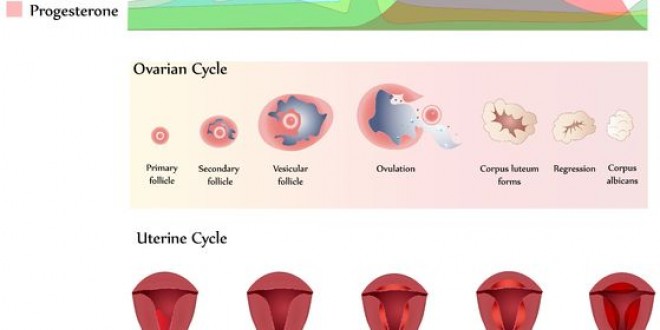 La Fase Lútea y sus problemas - Embarazo y Fertilidad