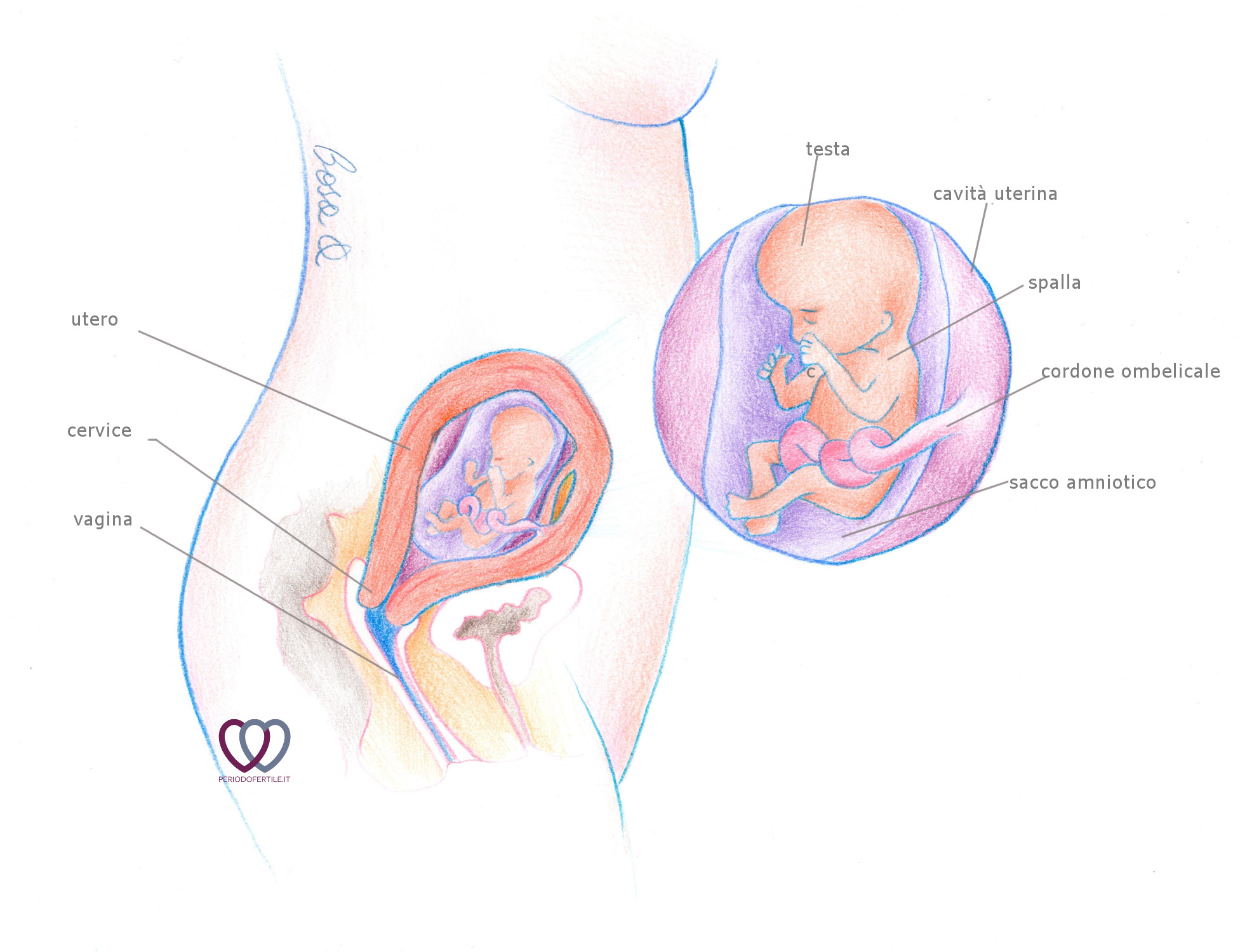 Semana 13 de embarazo - Embarazo y Fertilidad