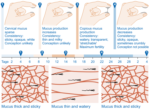 Método del moco cervical o método Billings (version simple)