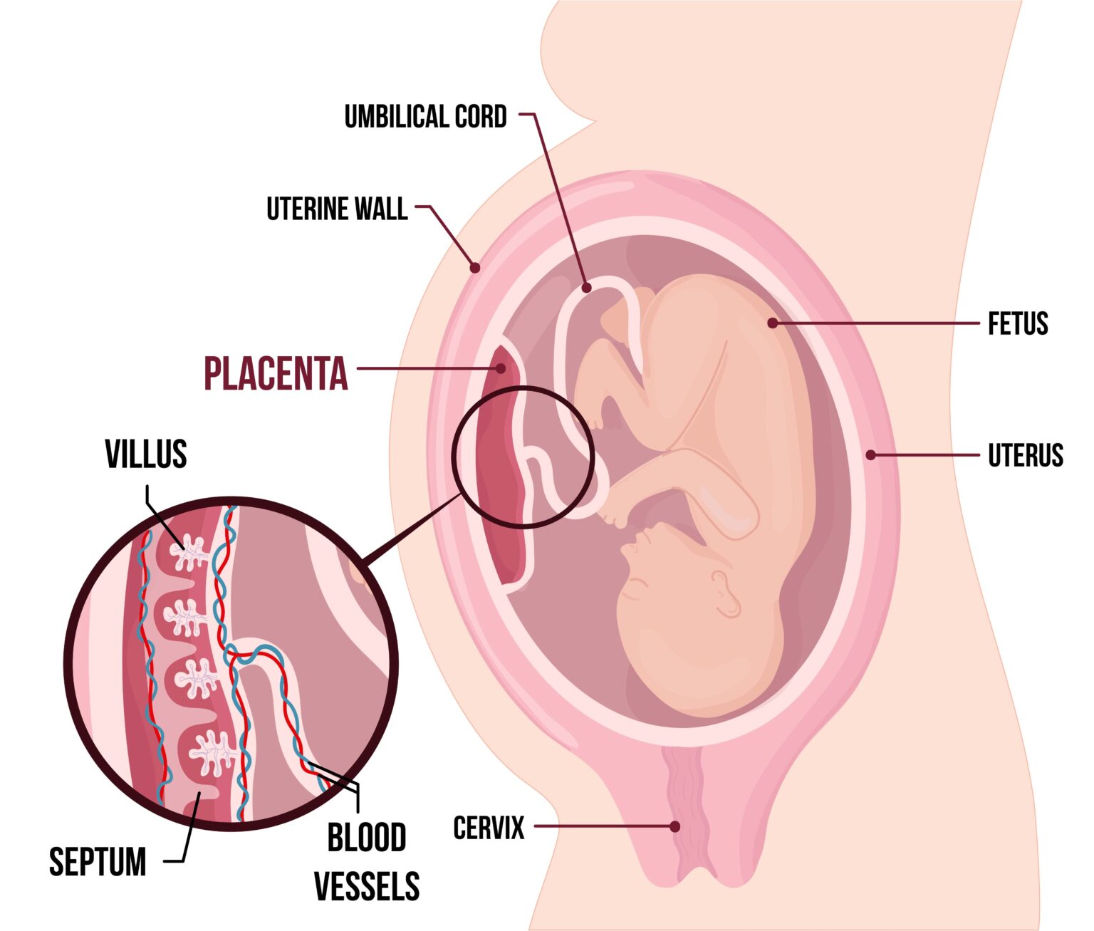 Posiciones De La Placenta